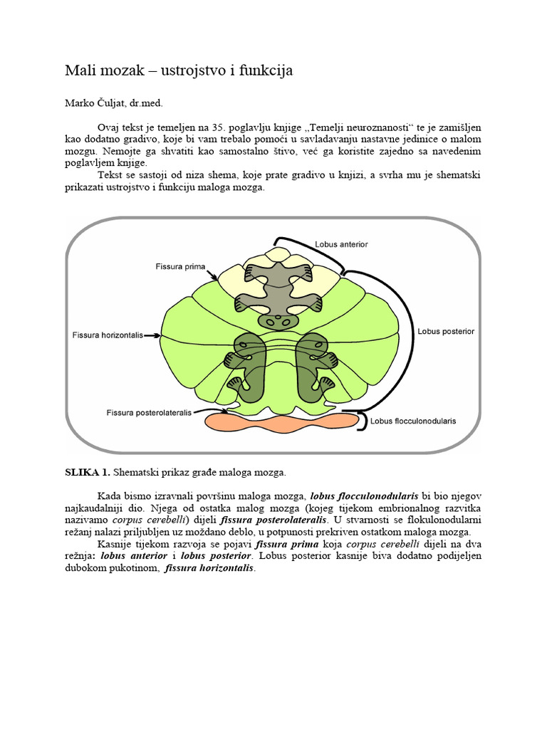 Mali Mozak Uvodni Dio Marko Uljat | PDF