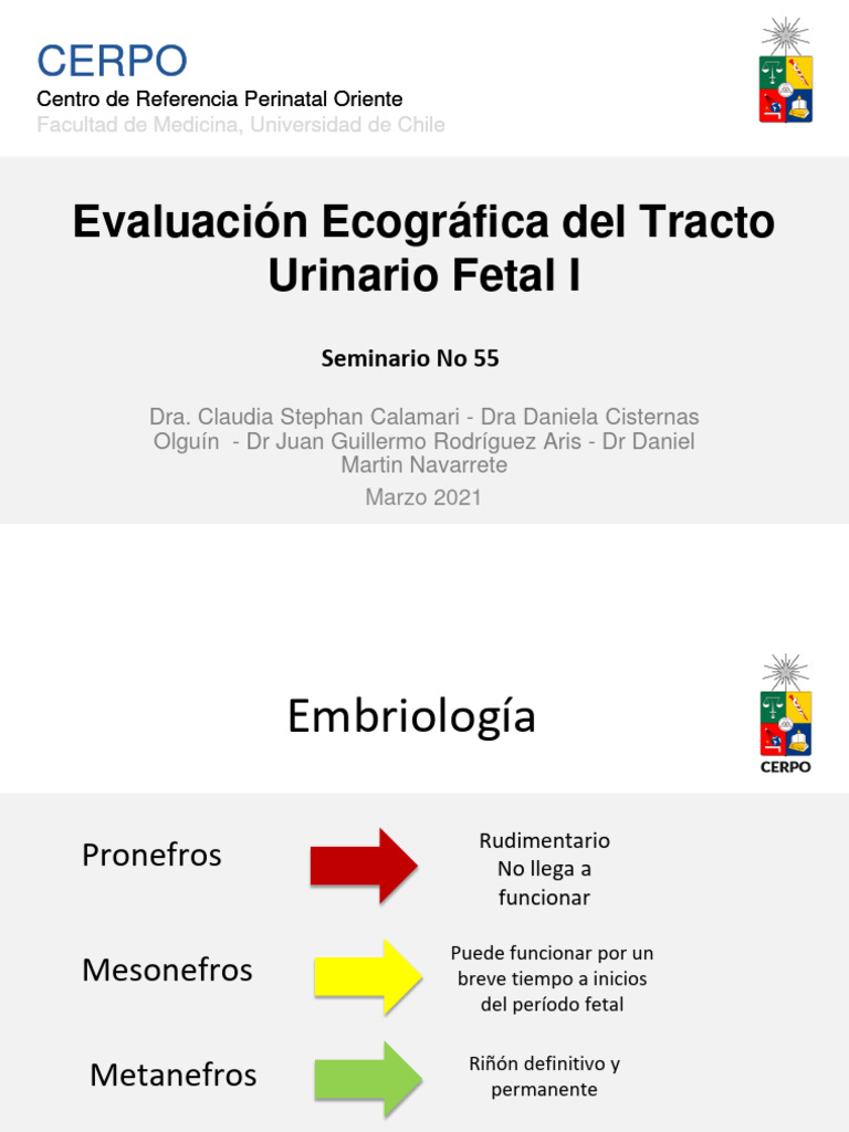 Evaluación Ecográfica Fetal | PDF | Riñón | Anatomía
