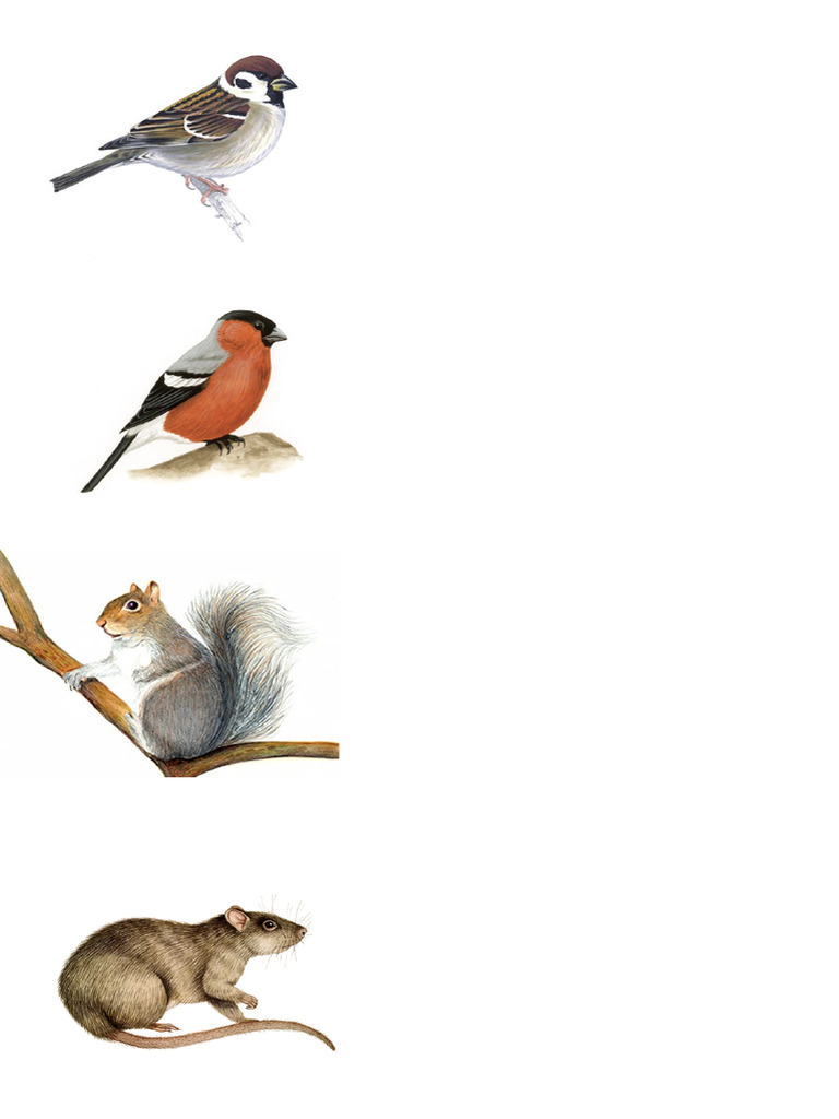 Birds | PDF