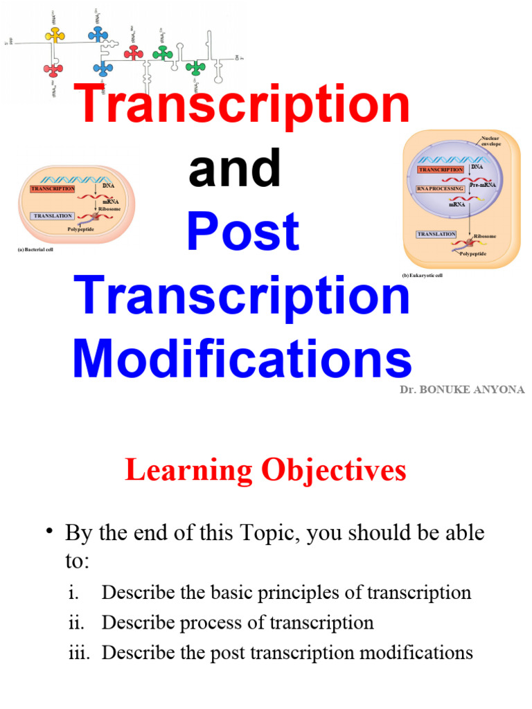 Lecture 4 - Transcription and Post Transcription Modifications | PDF ...