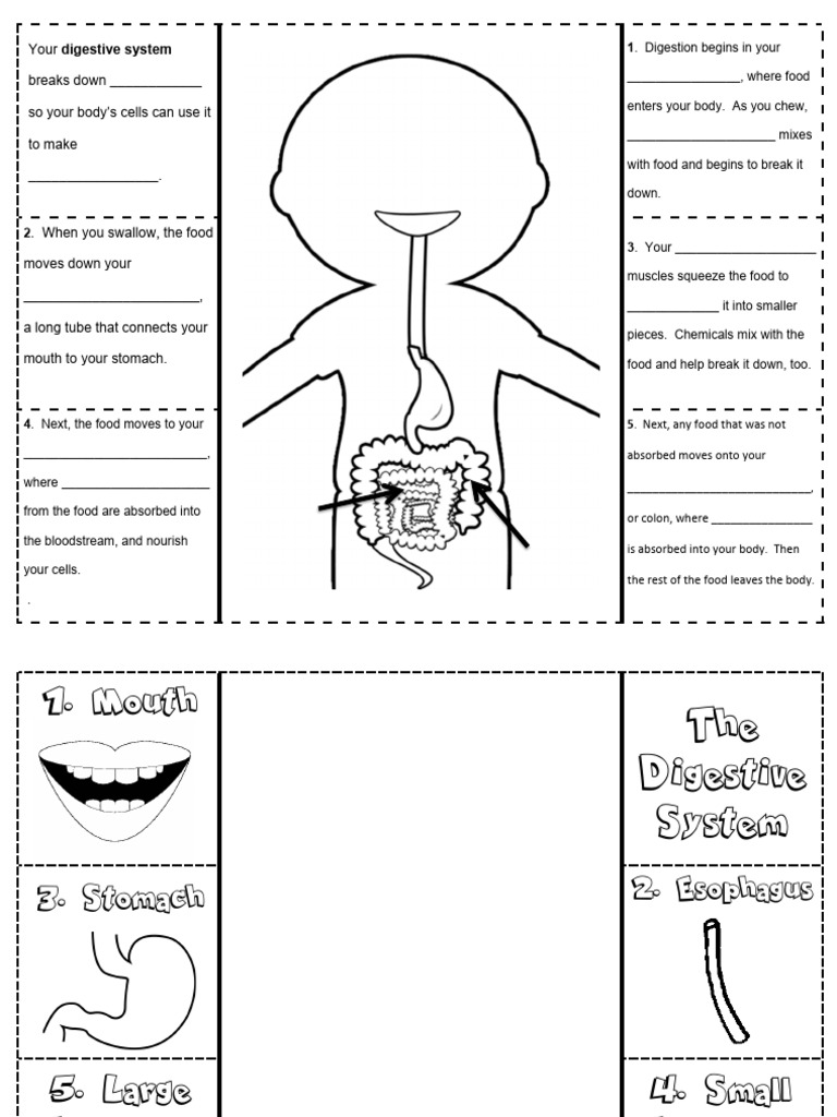 Lesson 4 Digestive System Foldable | PDF