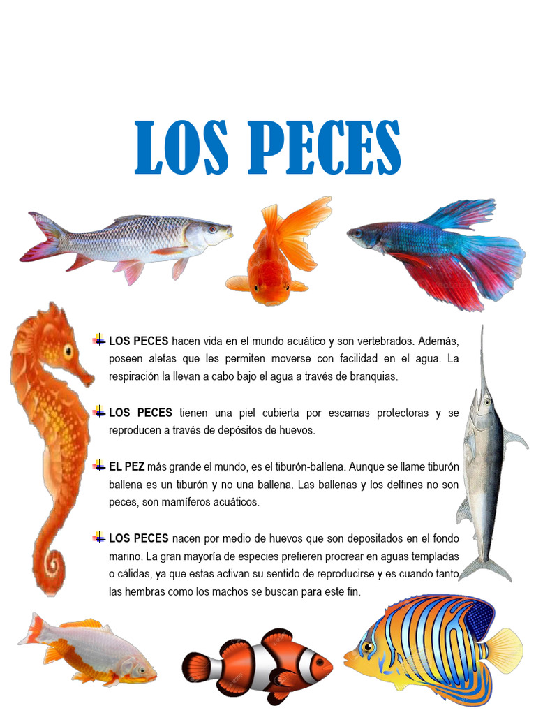 Los Peces1 | PDF | Pescado | Animales acuáticos