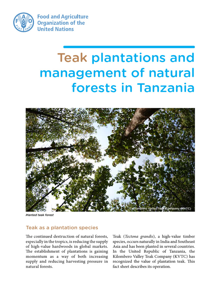 Tanzania Teak | PDF | Forests | Logging