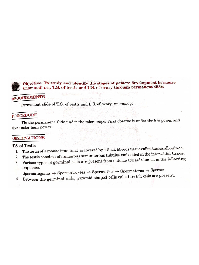 Class 12 Biology Experiment TS of Testes and LS of Ovary | PDF