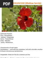 Malvaceae - Family, Classification, Floral Formula and Diagram | PDF | Flowers | Plants