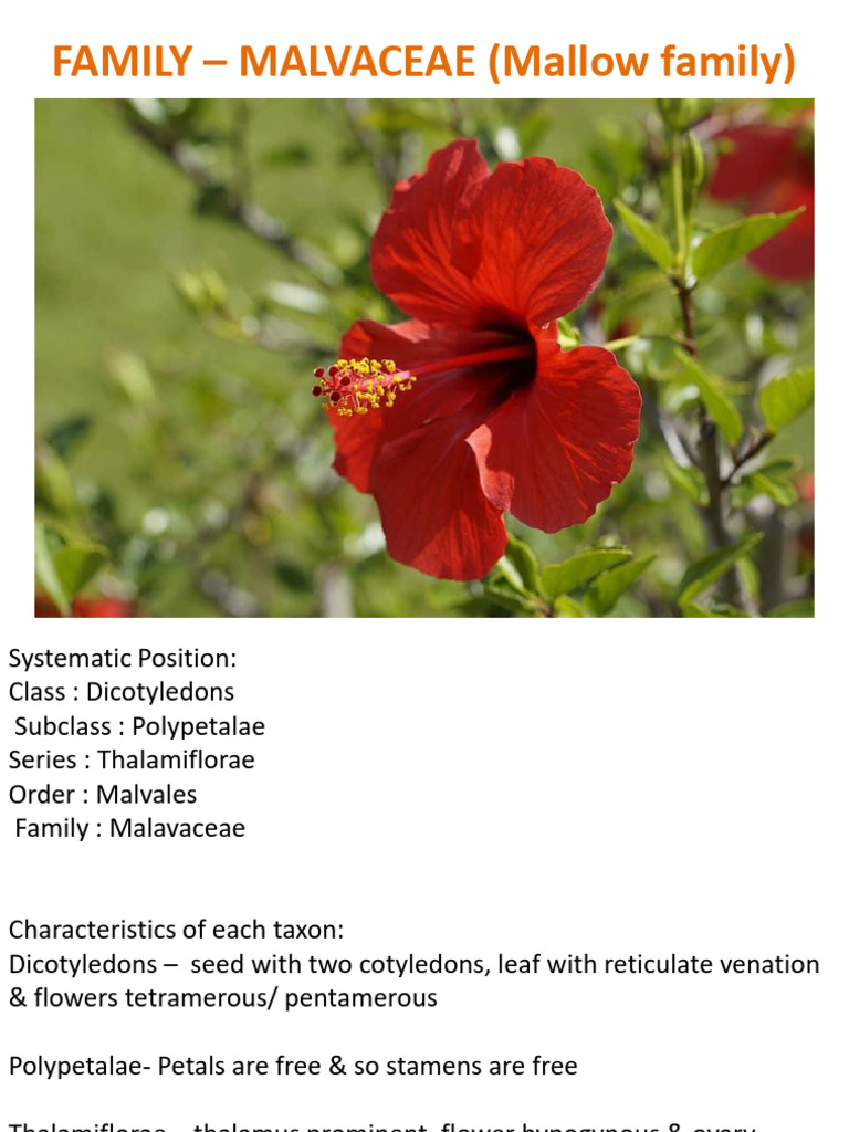 Characteristics of the Malvaceae Family | PDF | Leaf | Horticulture