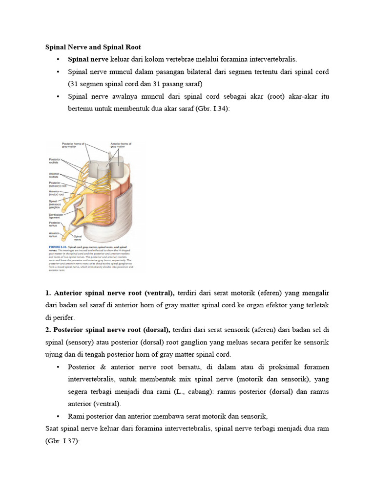 DERMATOME Li Yaya | PDF
