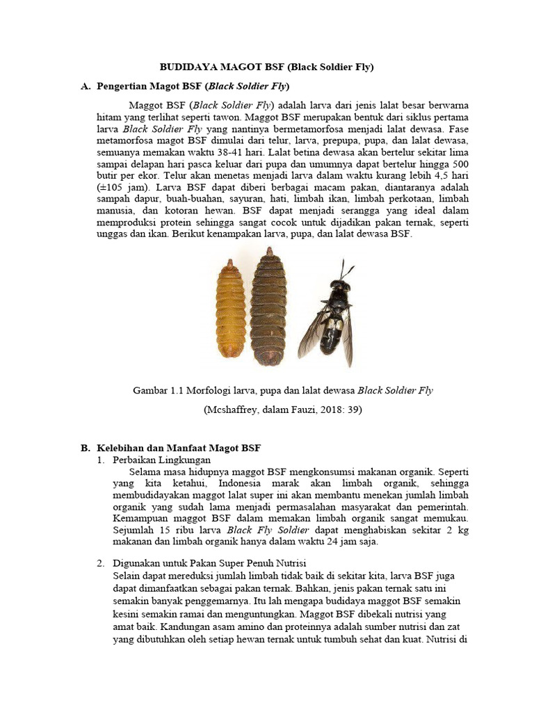 Budidaya Magot BSF: Panduan Lengkap | PDF