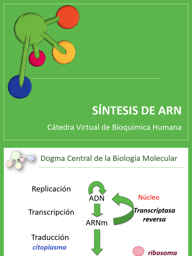 29 - Sintesis de Arn | PDF | Rna | Messenger Rna