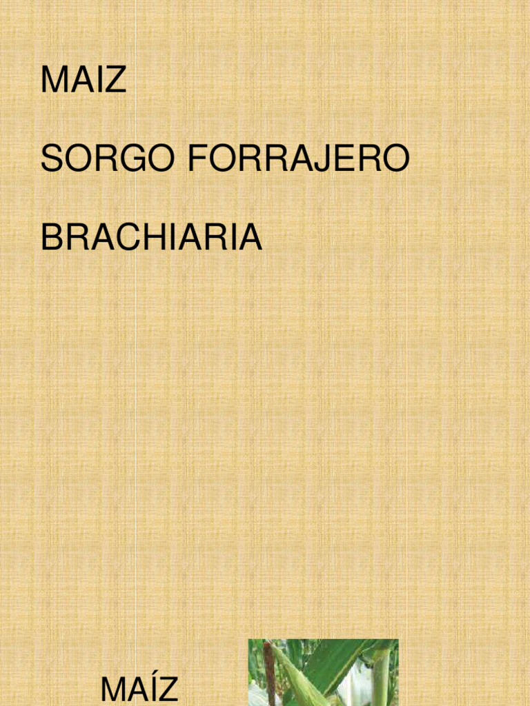 MAIZ | PDF | Maíz | Pasto