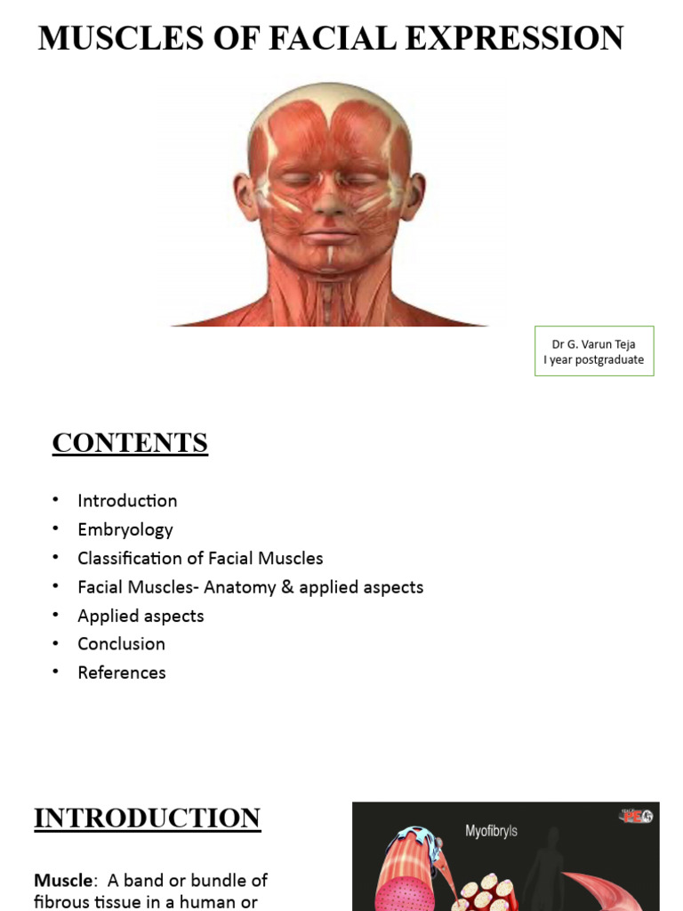 Anatomy of Facial Expression Muscles | PDF | Human Nose | Lip
