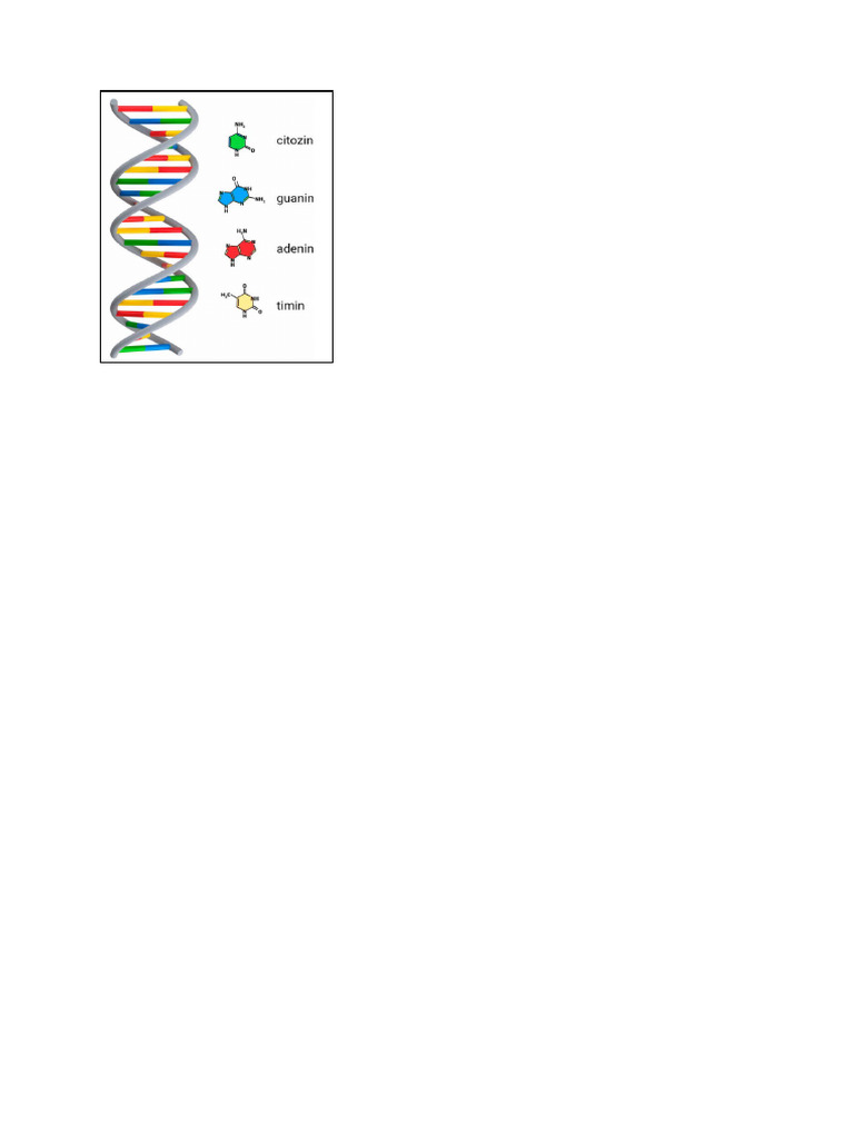 DNA | PDF