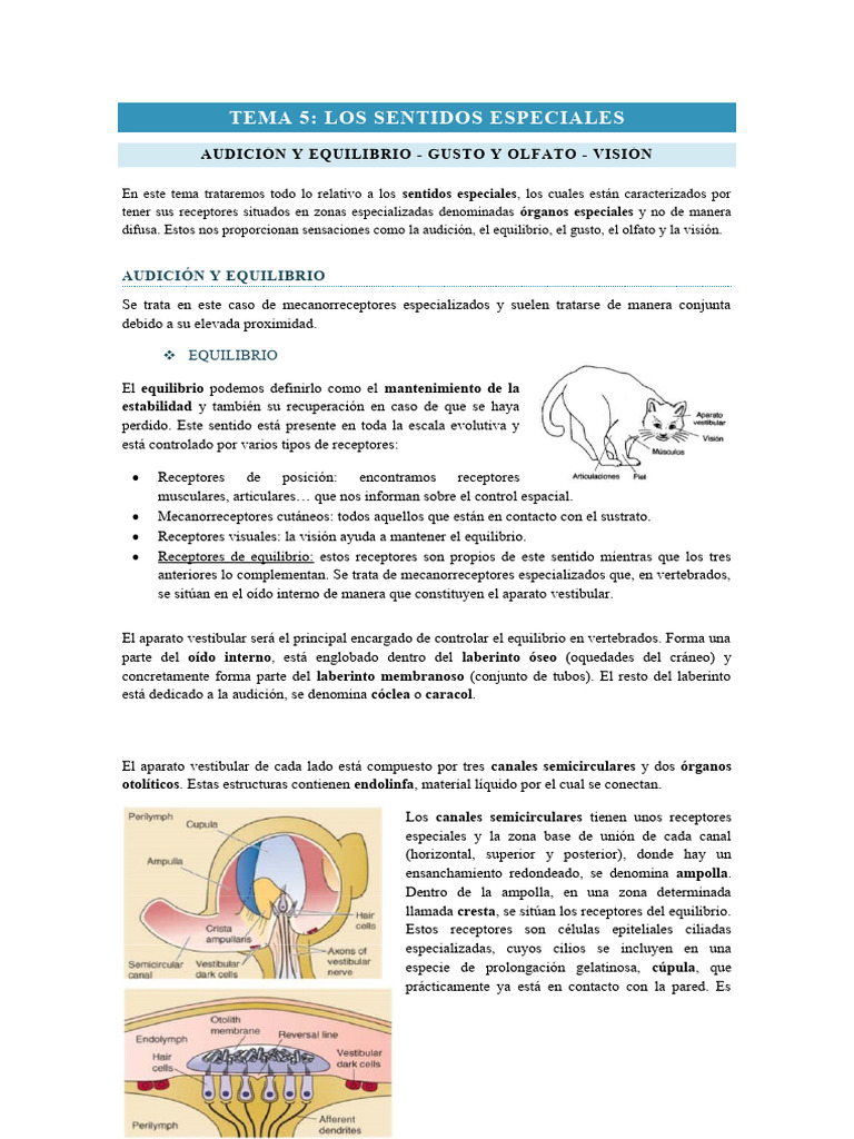 Sentidos Especiales: Audición y Equilibrio | PDF | Oído | Ojo humano