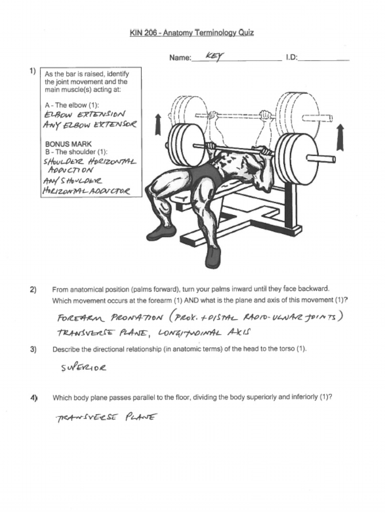 KIN 206 Anatomy Quiz KEY | PDF