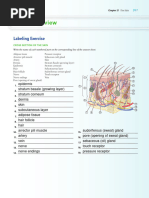 Skin Layers Labelling Guide | PDF