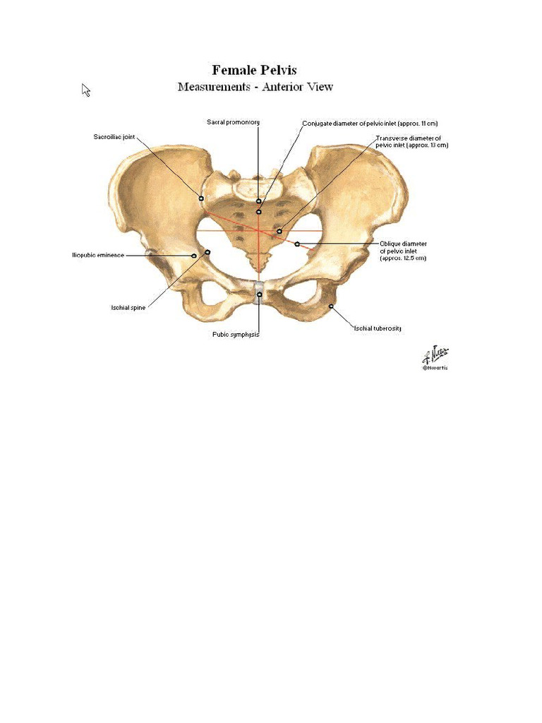 Anatomi Panggul 29 | PDF
