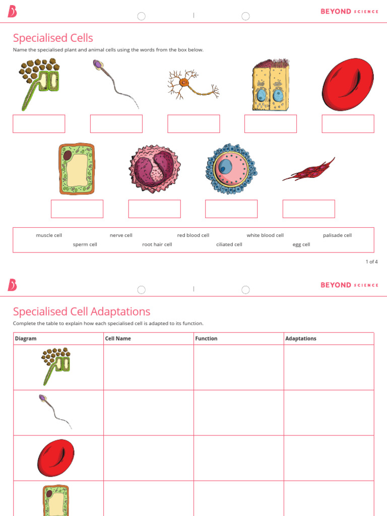 Year 7 Specialized Cells Worksheet | PDF | Cell (Biology) | Fertilisation