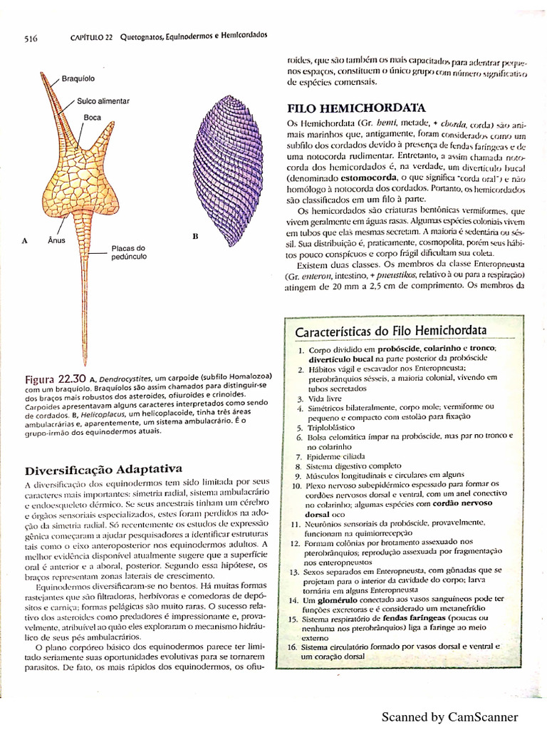 Hemichordata Hickman 15ed | PDF