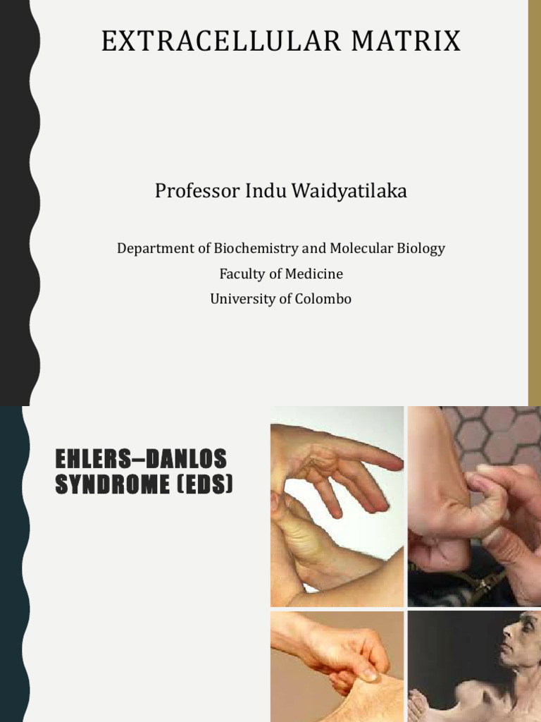 Extracellular Matrix | PDF | Extracellular Matrix | Cartilage