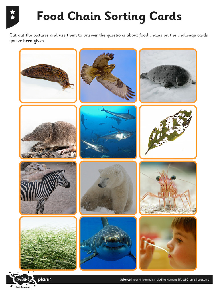 Food Chain Sorting Activity for Kids | PDF