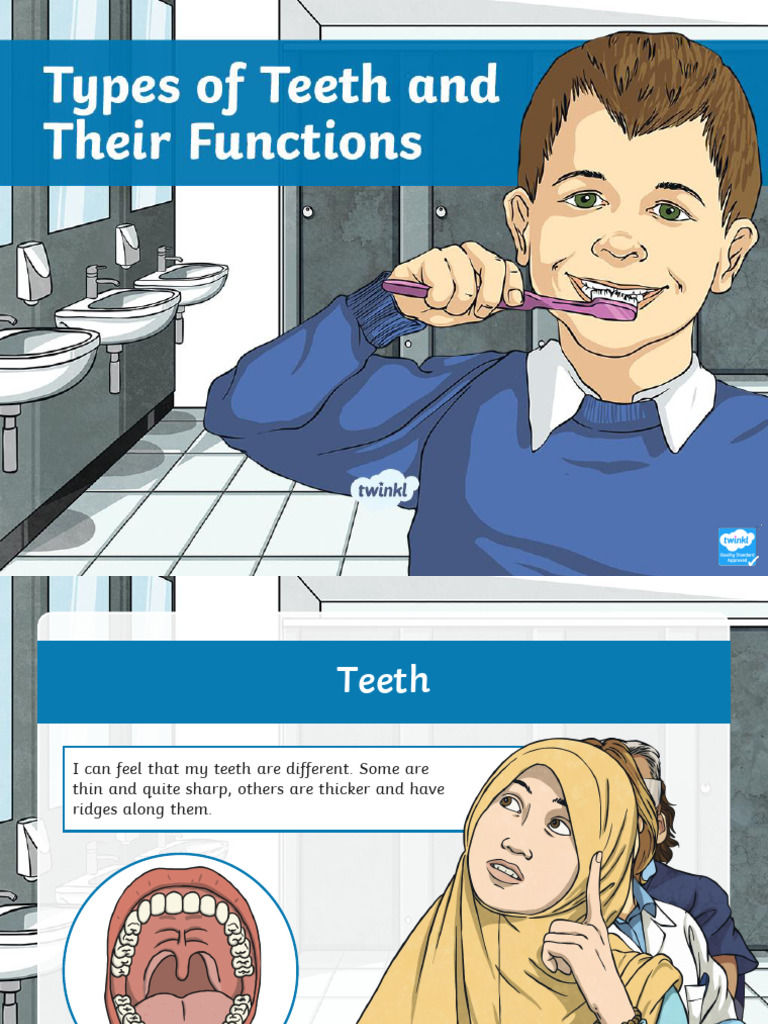 Functions and Types of Human Teeth | PDF | Tooth | Tooth Enamel
