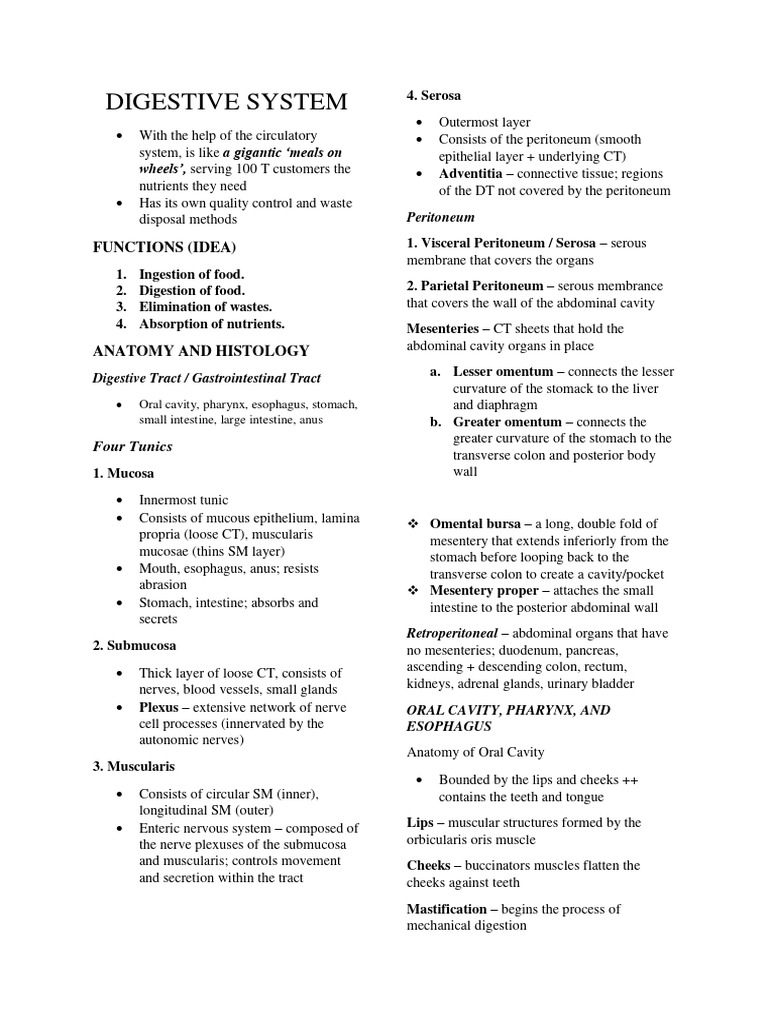 Digestive System | PDF | Stomach | Liver