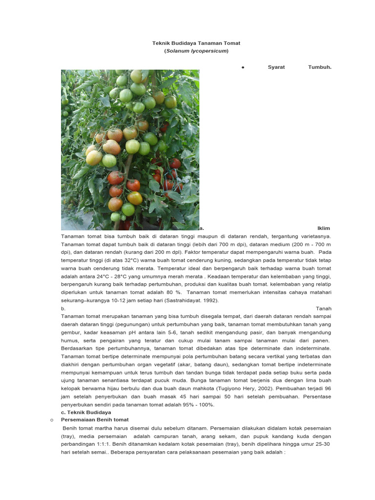 Teknik Budidaya Tanaman Tomat | PDF | Griya & Taman | Teknologi & Rekayasa