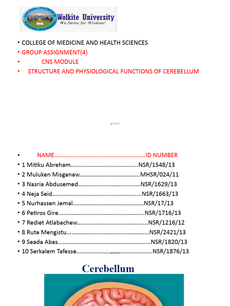 Group 4 Assignment | PDF | Cerebellum | Neuroanatomy