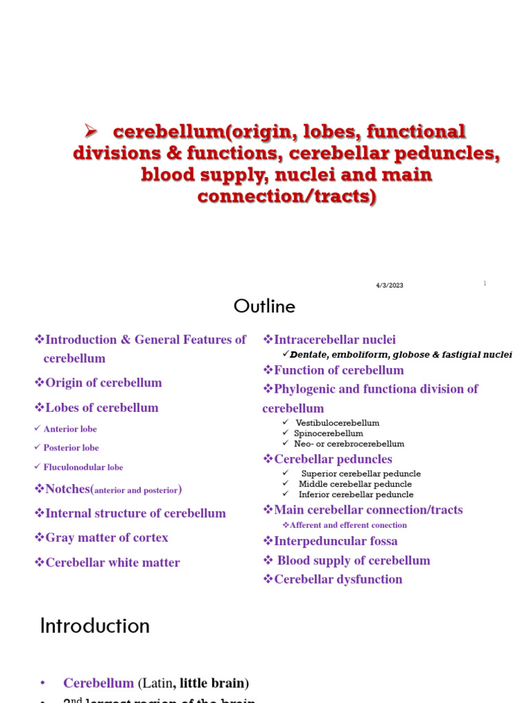 Cereblum | PDF | Cerebellum | Brainstem
