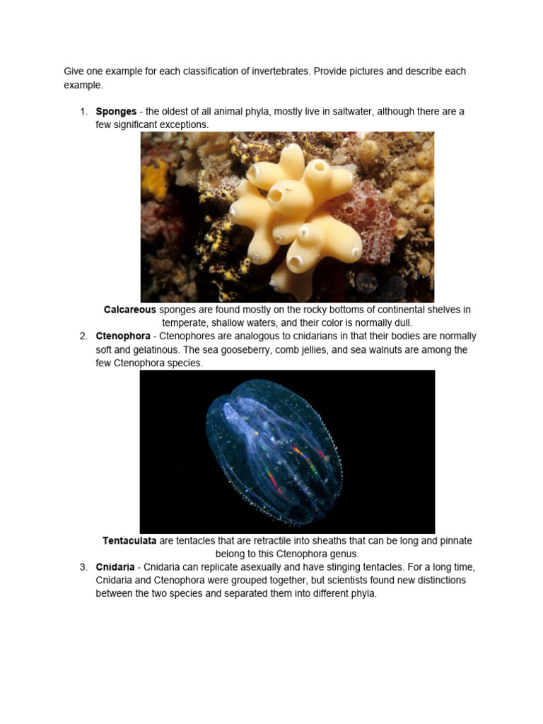 Invertebrate Classifications Explained | PDF | Science & Mathematics