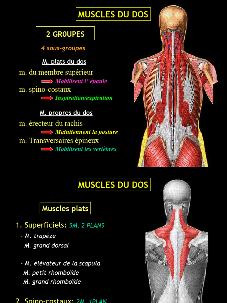Anatomie des muscles du dos et épaule | PDF | Bras | Appareil locomoteur