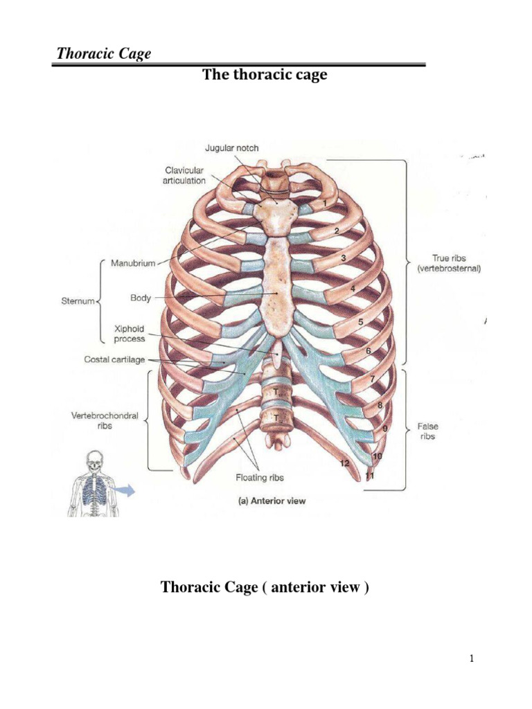The Thoracic Cage | PDF | Vertebra | Thorax