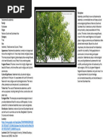 Calachuchi Tree | PDF