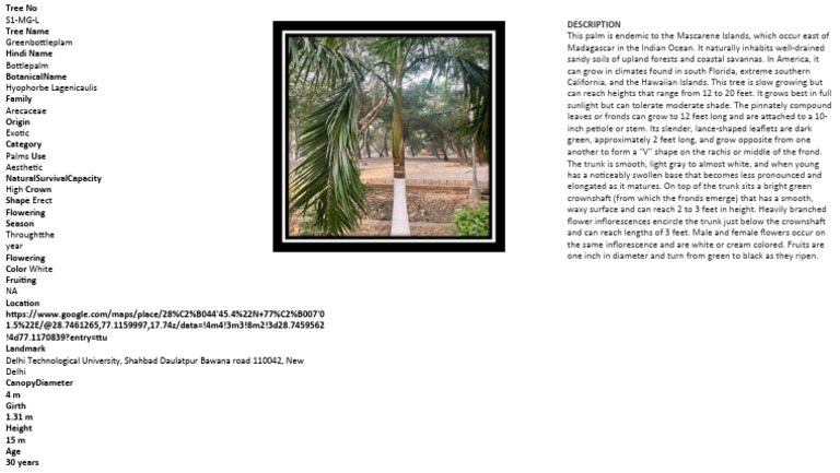 P1 Word | Download Free PDF | Arecaceae | Trees
