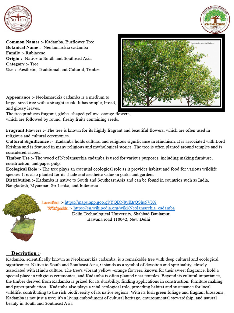 OFFICE TREE 5 | PDF | Trees | Botany