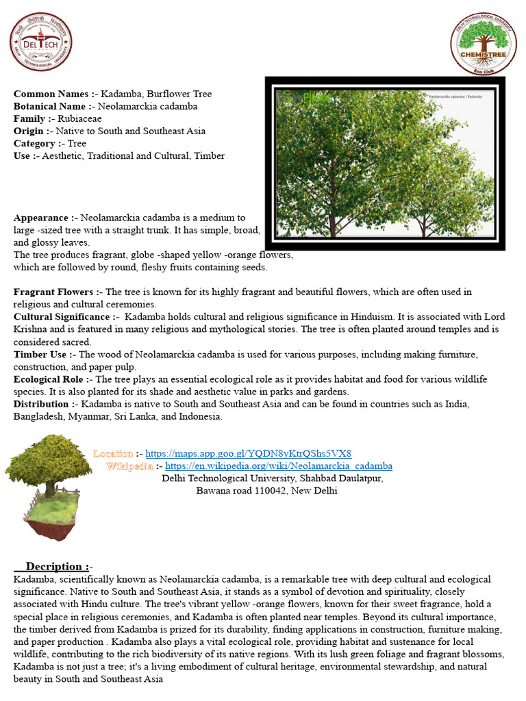 Office Tree 5 | PDF | Trees | Botany