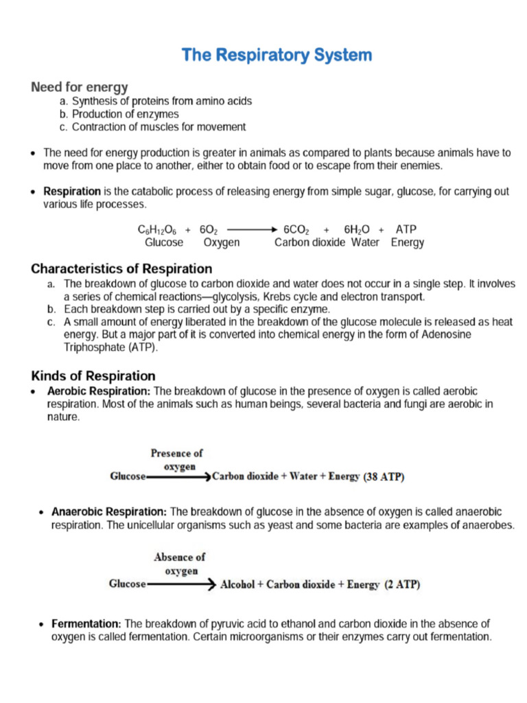 Respiratory System | PDF