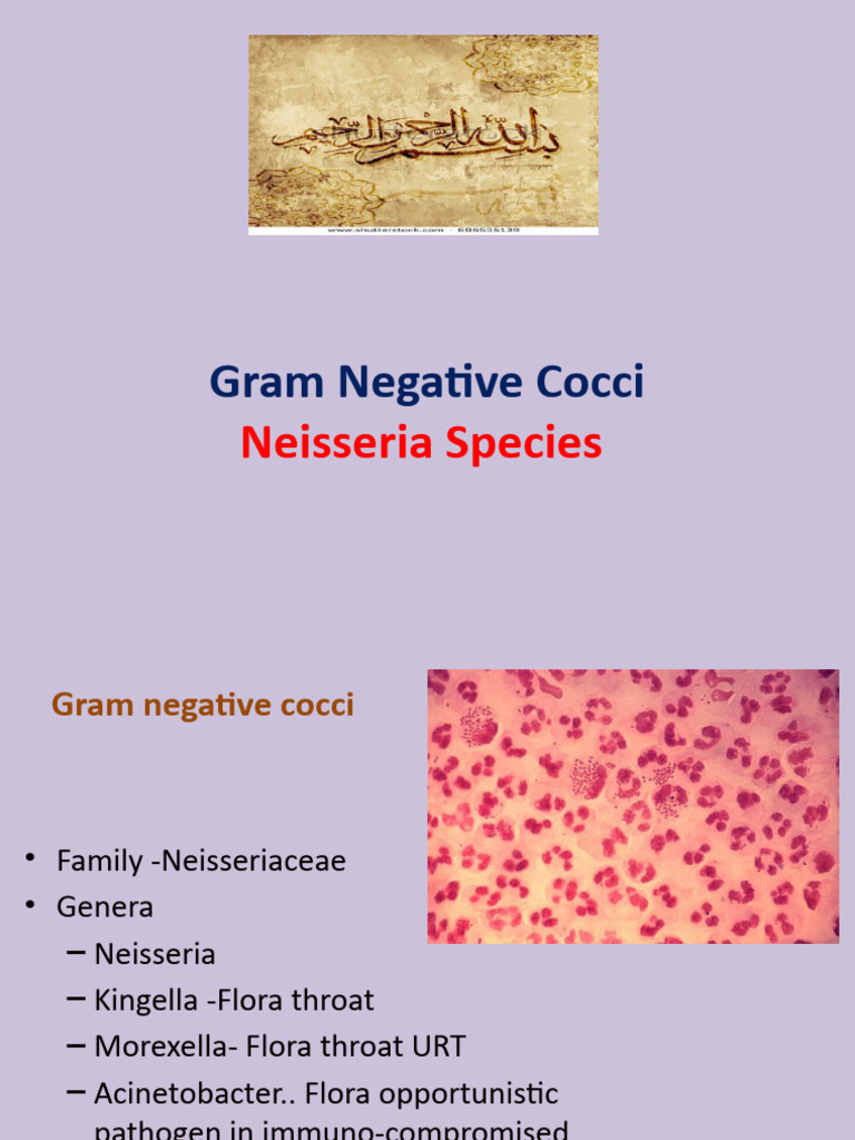 Gram Negative Cocci | PDF | Causes Of Death | Epidemiology