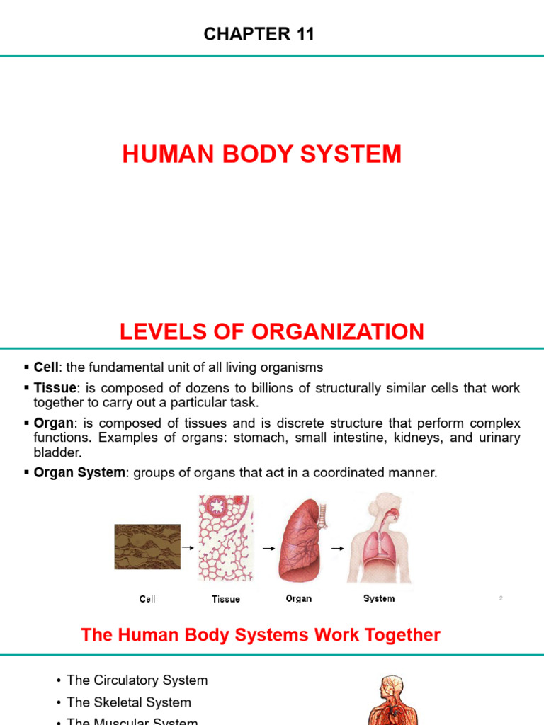 Human Body Systems Overview | PDF | Human Body | Respiratory System