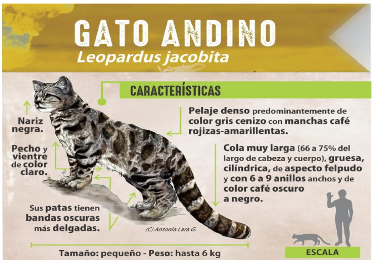 Gato Andino | PDF
