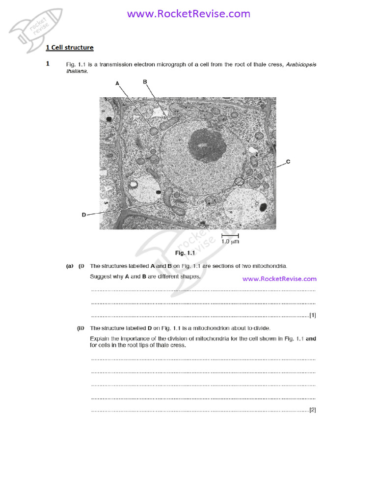 1 Cell Structure QP | PDF