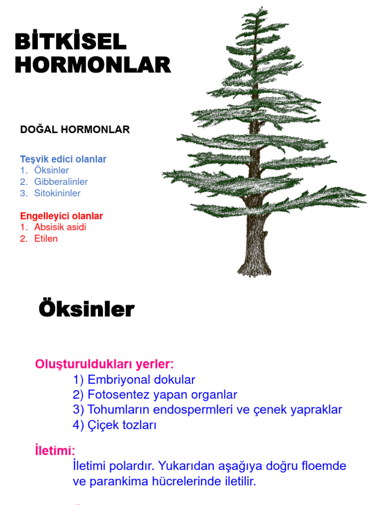 AF - 5 - Hafta - Bitkisel Hormonlar | PDF