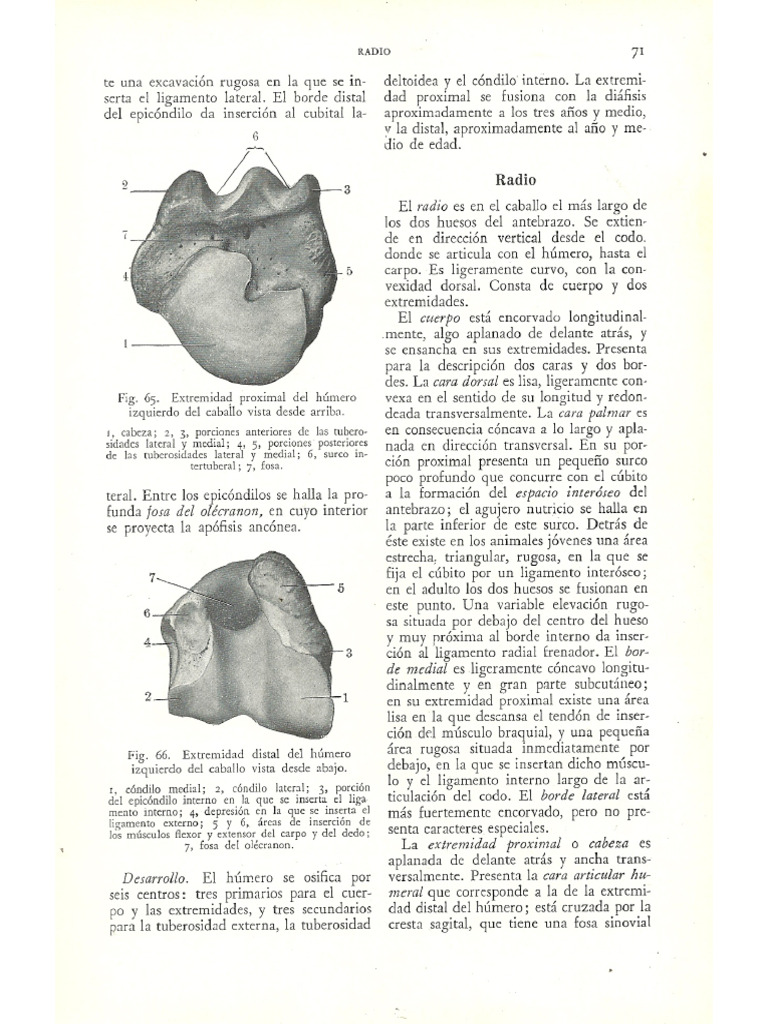 Radio y Cubito | PDF