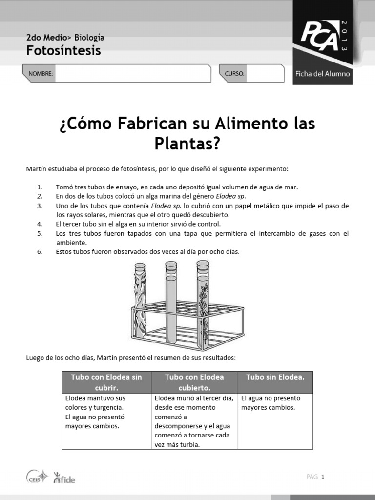 Cómo Fabrican Su Alimento Las Plantas | PDF | Fotosíntesis ...