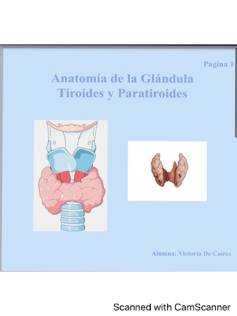 Glándula Tiroides y Paratiroides | PDF