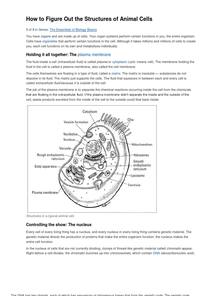Genetic Cheat Sheet | PDF | Ploidy | Cell (Biology)