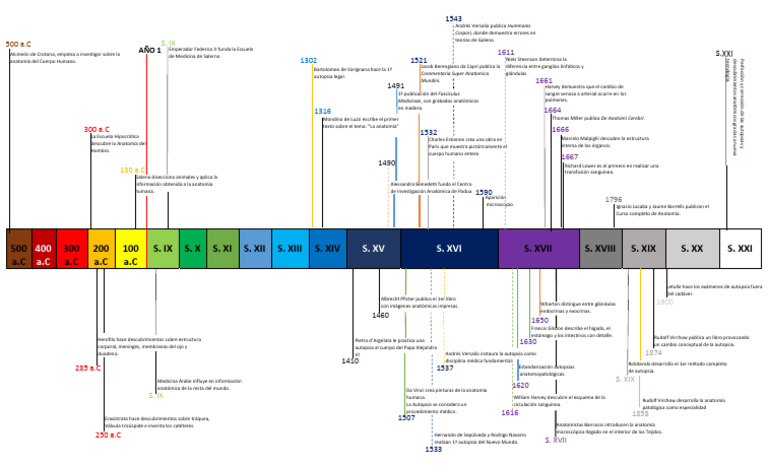 Solucionari_mapa cronologic | PDF | Anatomía | Autopsia