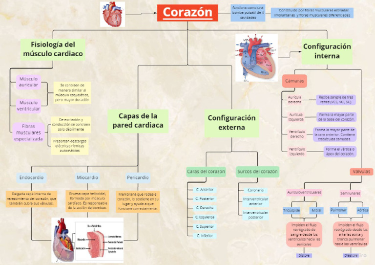 Corazón Mapa Anatomía PA2 | PDF