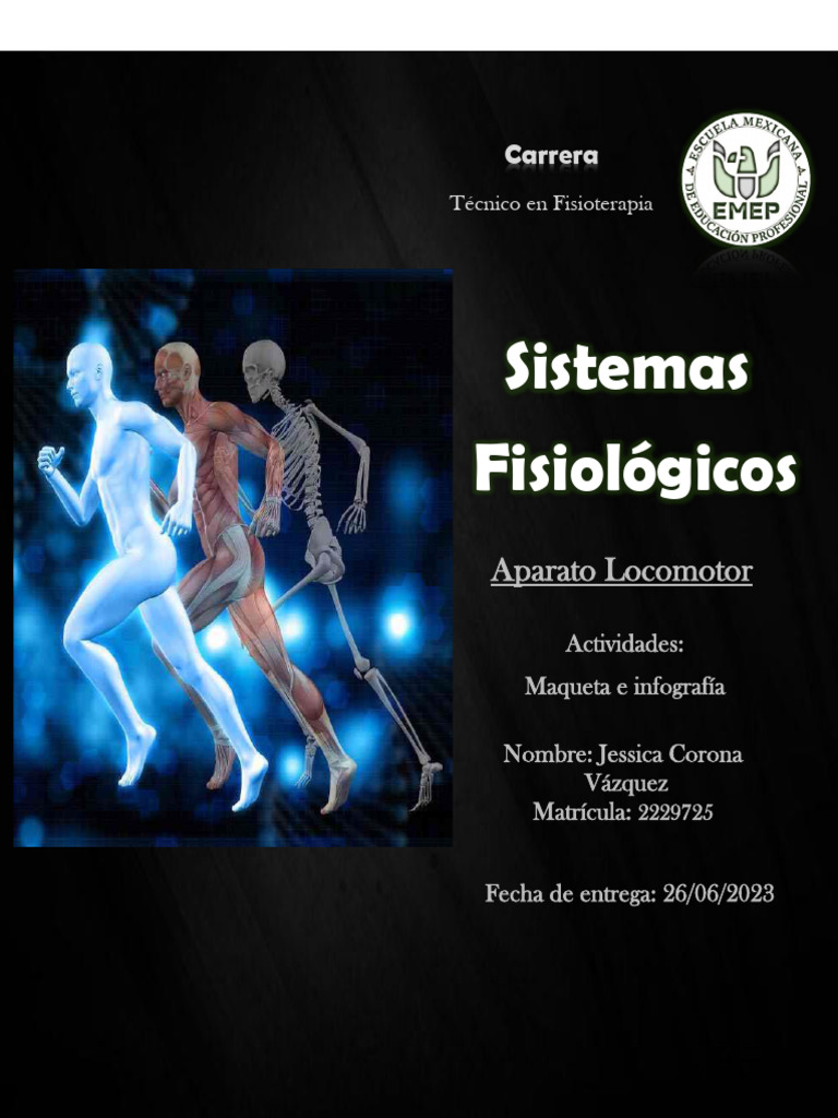 Maqueta Aparato Locomotor | PDF | Articulación | Músculo esquelético