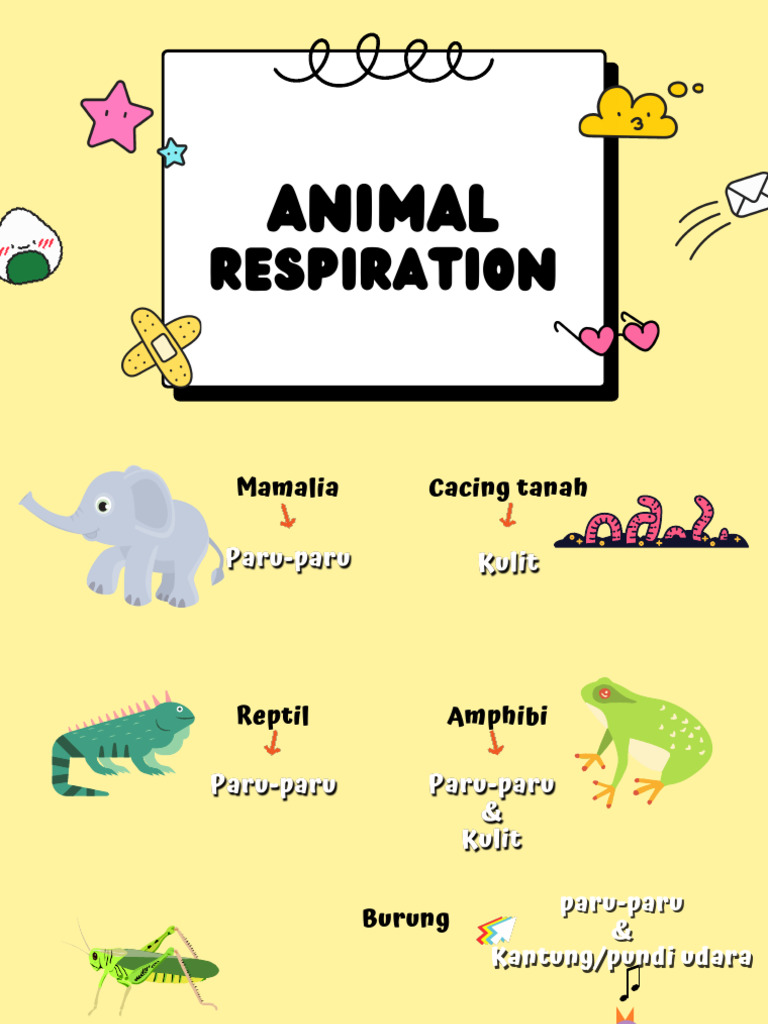 Animal Respiration | PDF